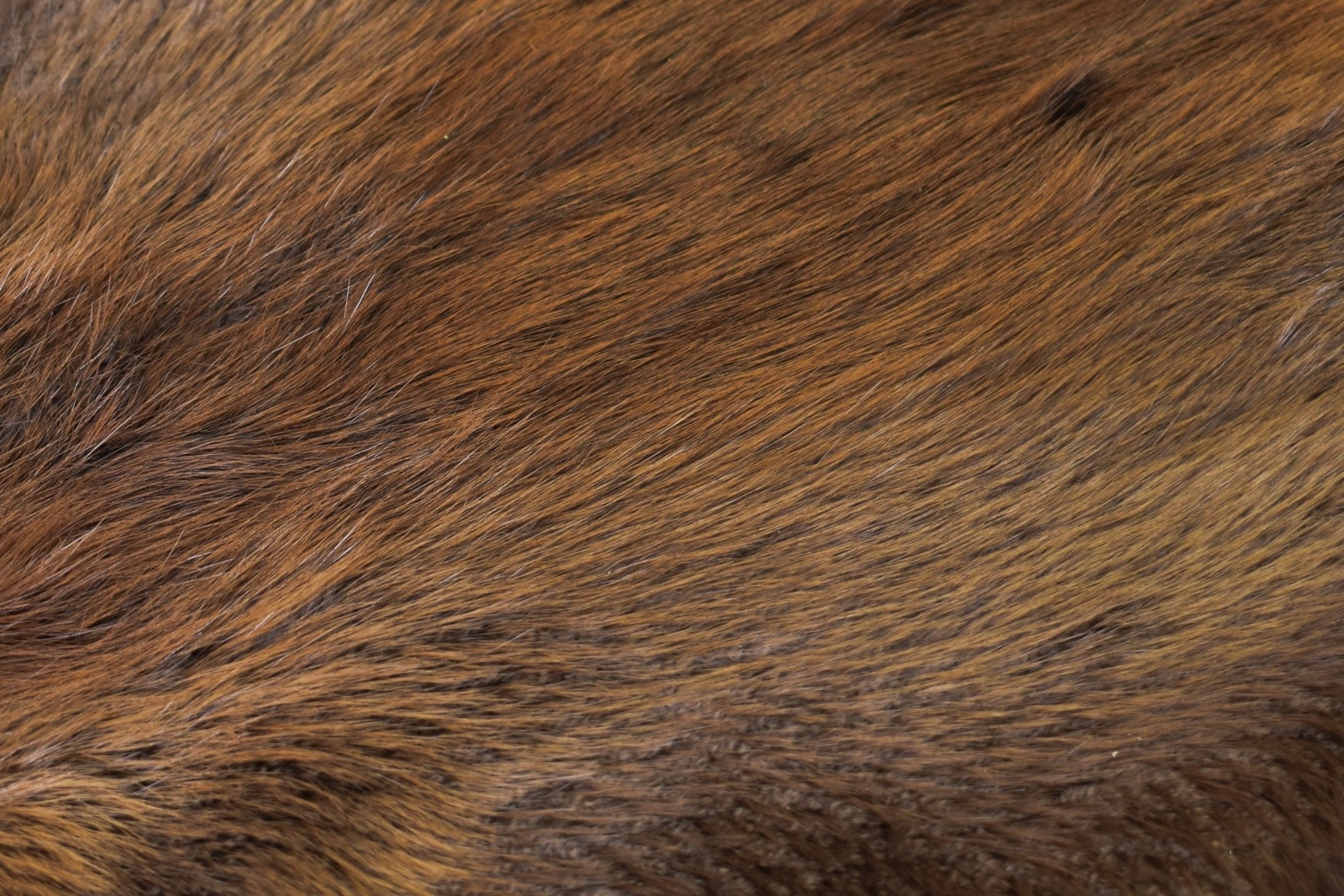 Beaver Pelt – Buckskin Leather Co.